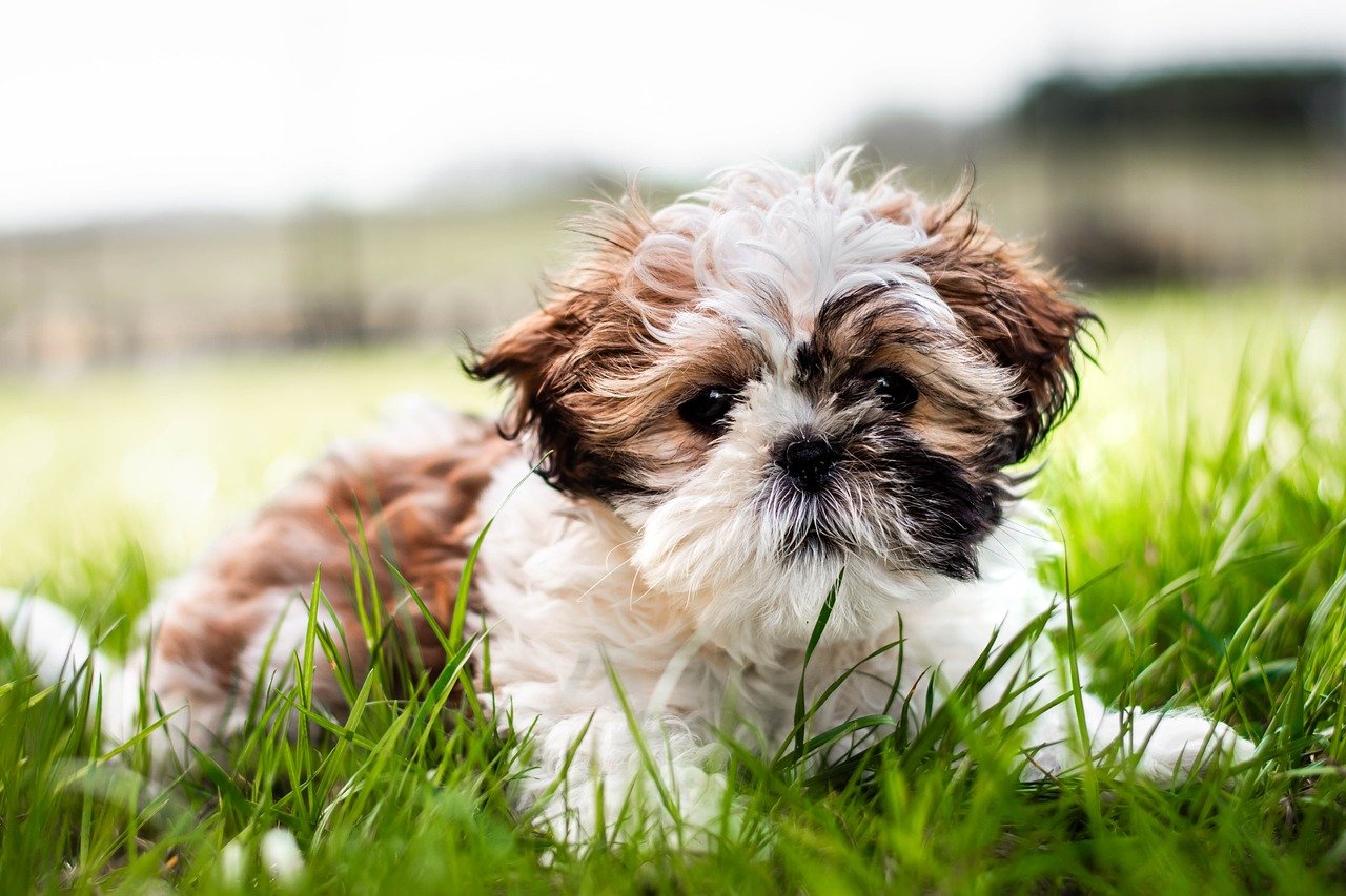 Best Dog Food For Shih Tzu Open Farm Best Dog Food For Shih Tzu Open Farm