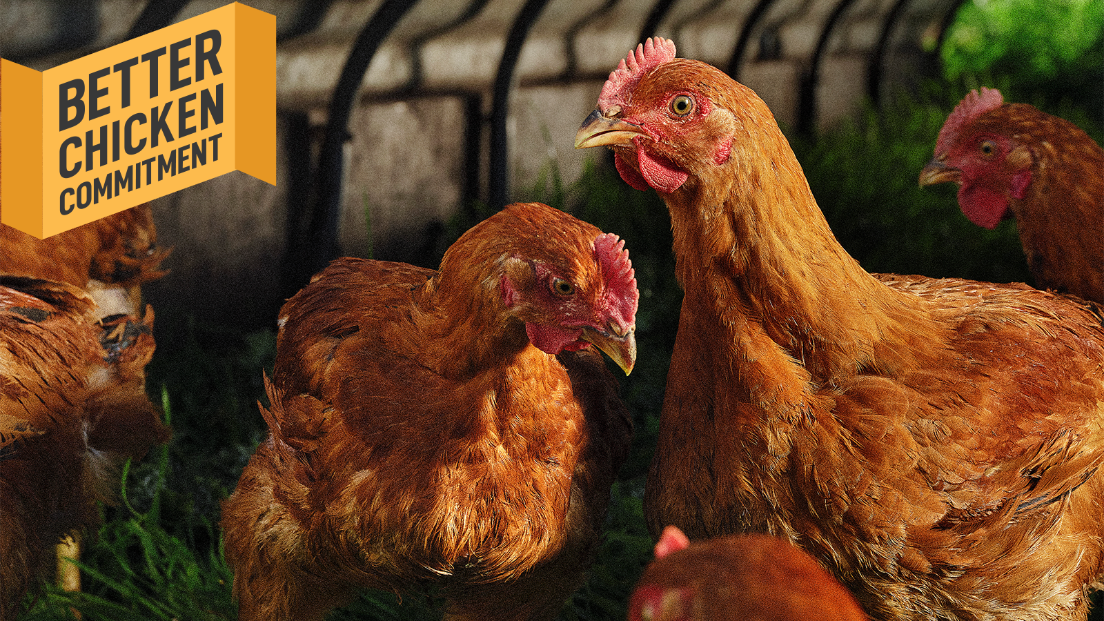Our progress with the Better Chicken Commitment | Open Farm