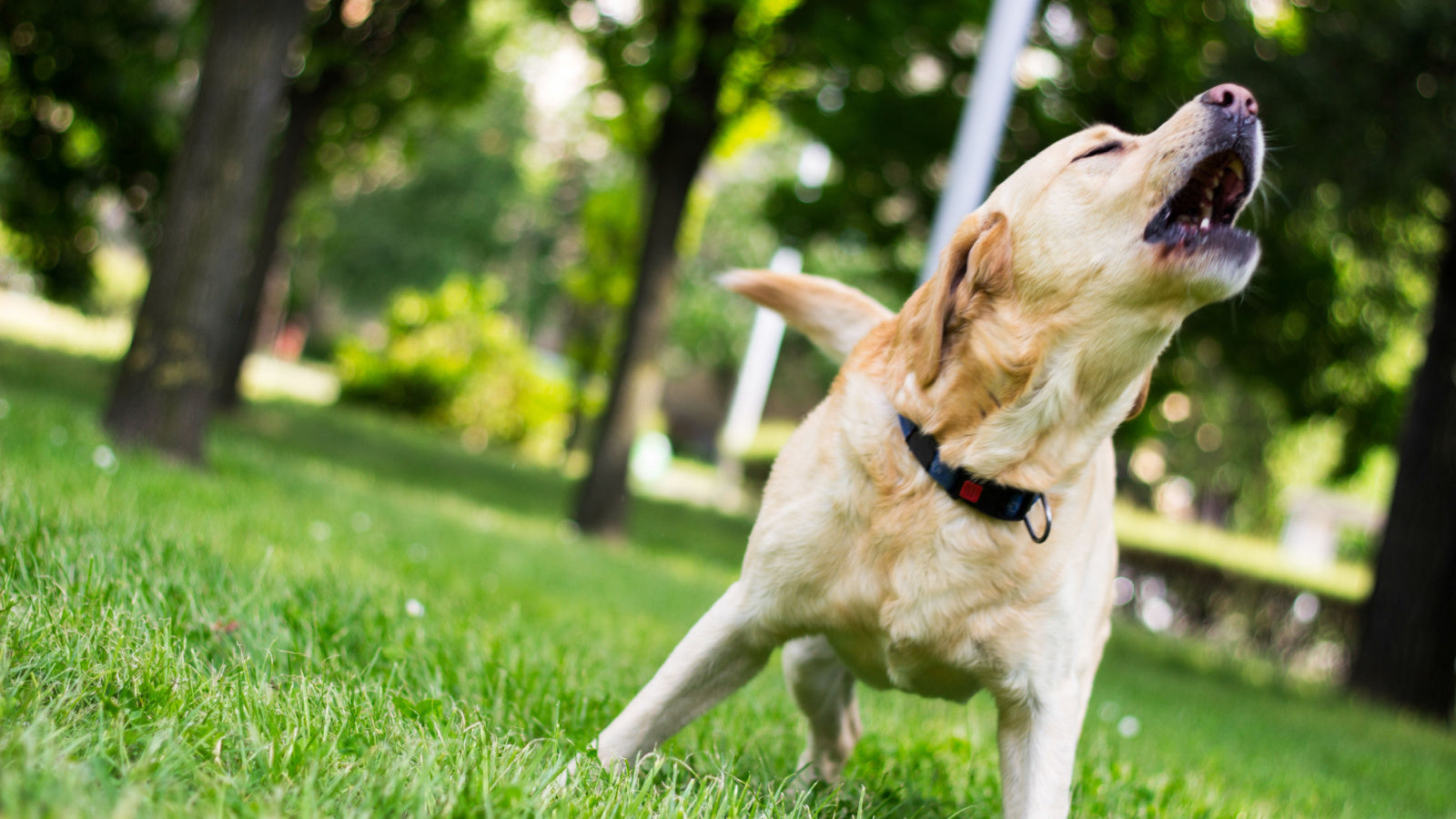 How to Train a Dog to Stop Barking | Open Farm