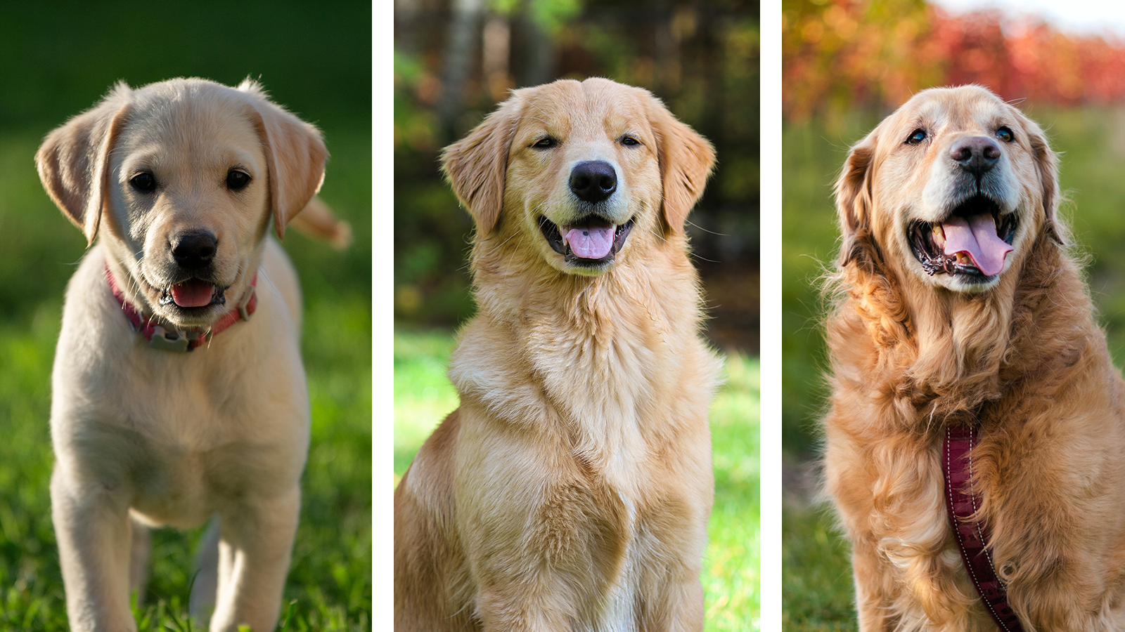 Complete and balanced dog food for every life stage | Open Farm