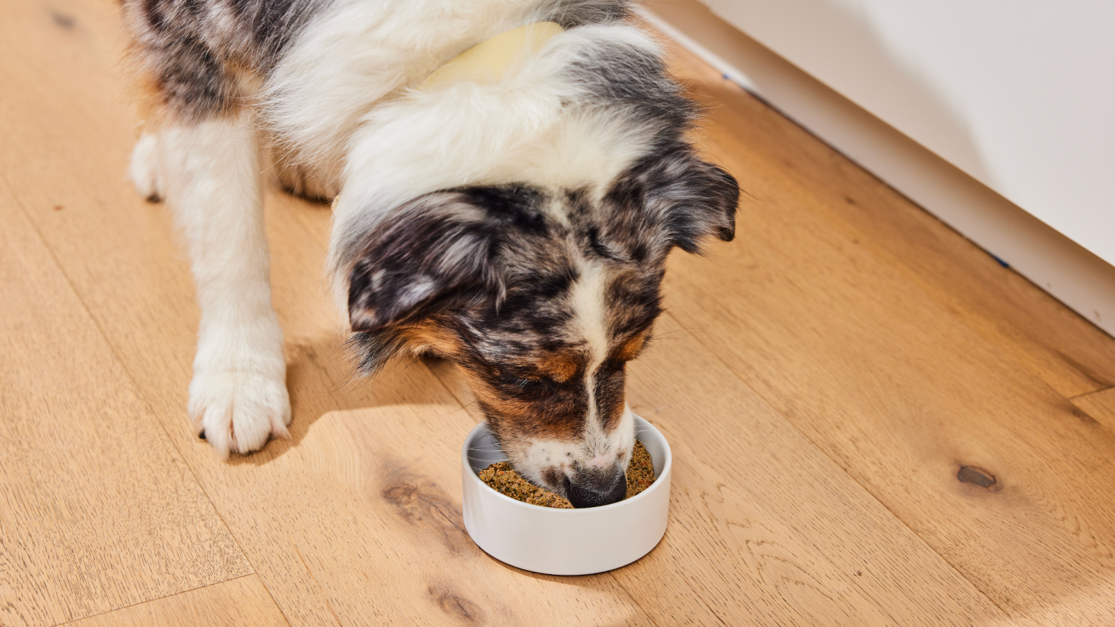 Dog Feeding Guide: Transitioning Dog Food – Open Farm