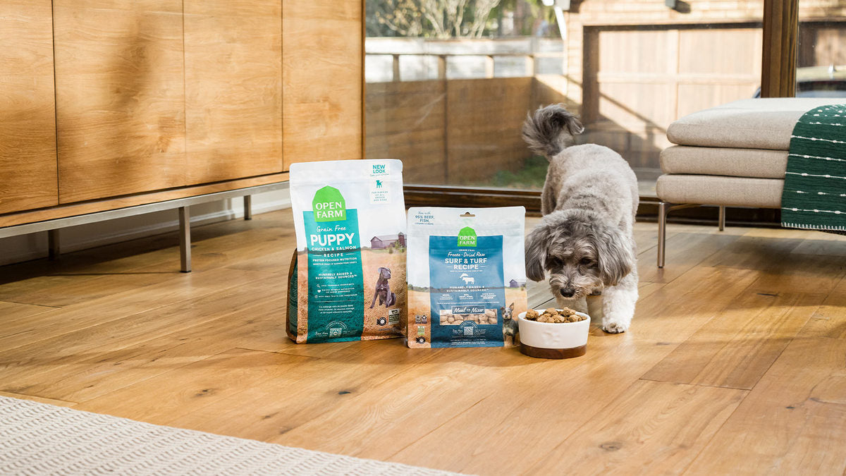 Is Raw Dog Food Right for Your Pet? | Open Farm