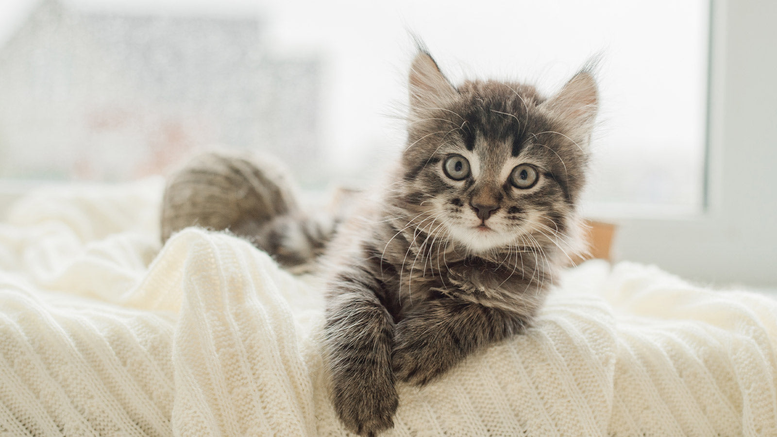 Best New Kitten Checklist | Open Farm