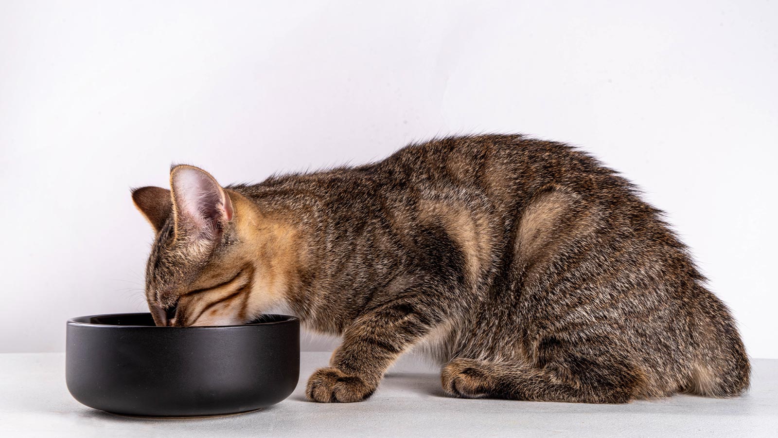 Free Feeding vs. Scheduled Feeding for Cats | Open Farm