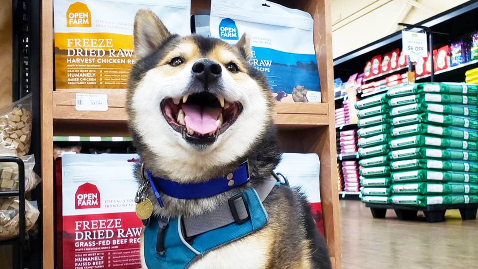 Why You Should Support Locally Owned Pet Stores | Open Farm