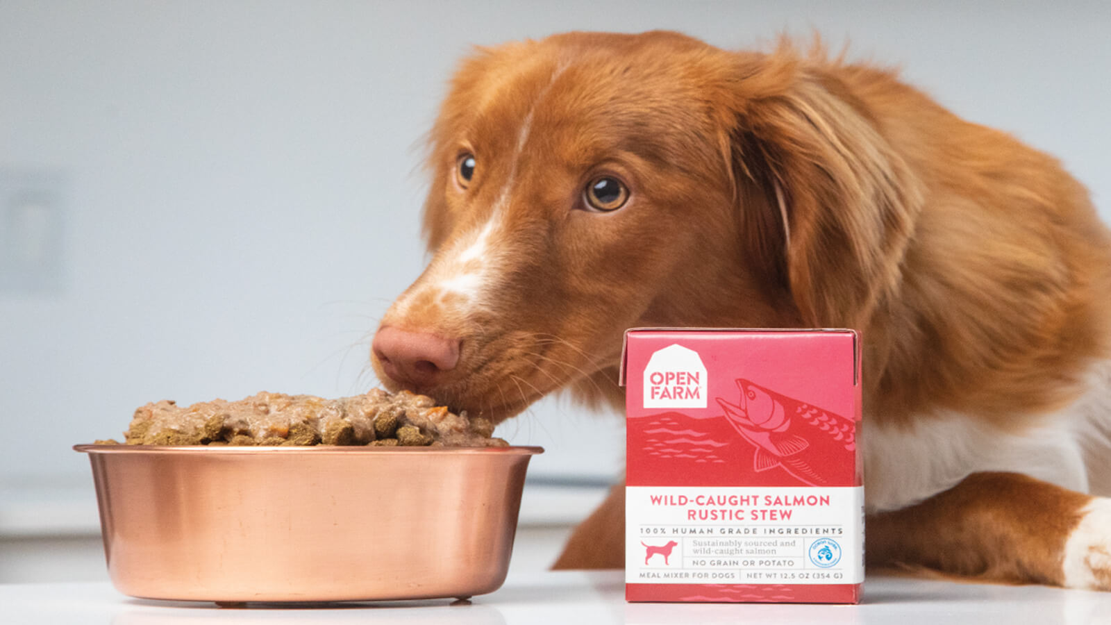 Dog Feeding Guide: Transitioning Dog Food – Open Farm