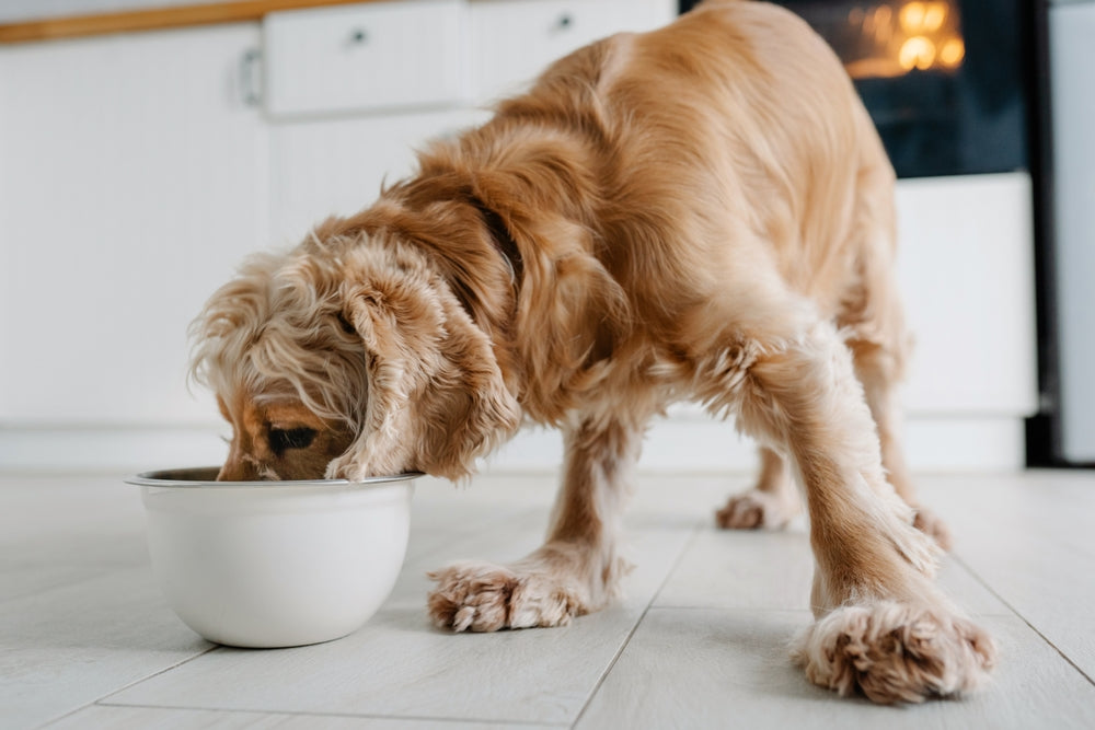A Deep Dive into GoodBowl™’s Premium Dog Recipe – Open Farm