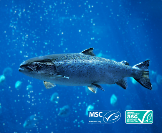 Salmon & Cod Topper for Dogs - Open Farm