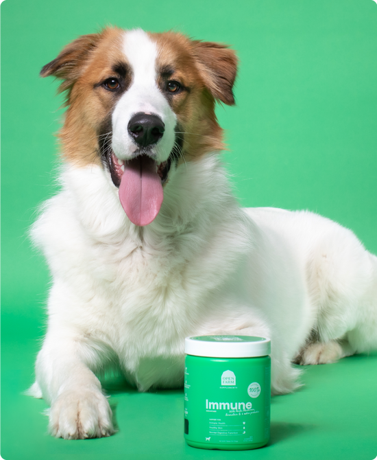 Immune Support for Dogs - Canine Immune System Support - Open Farm
