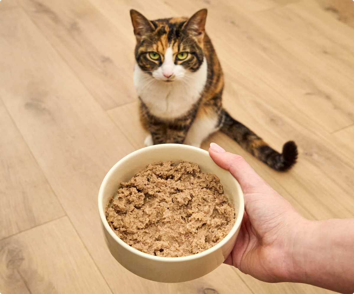 Harvest Chicken Paté Recipe for Cats - Open Farm