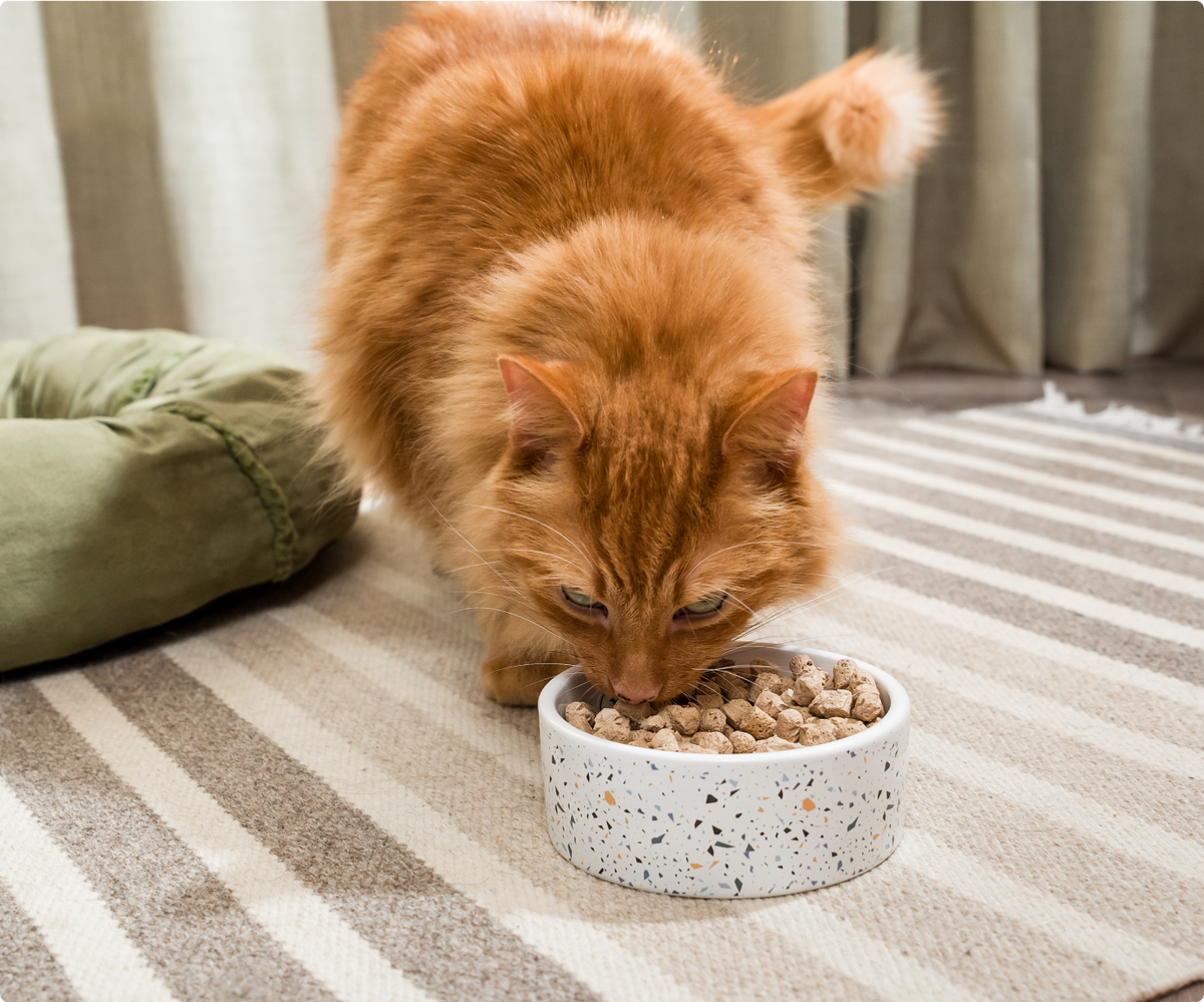 Harvest Chicken Freeze Dried Raw Cat Morsels for Cats | Open Farm