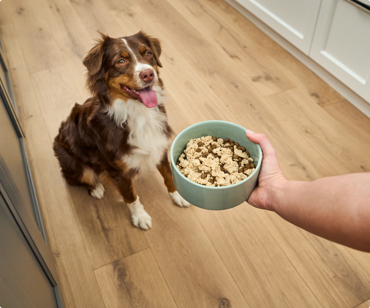 Salmon & Cod Topper for Dogs - Open Farm