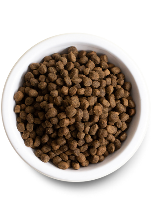 Salmon Puppy Food with Ancient Grains - Open Farm