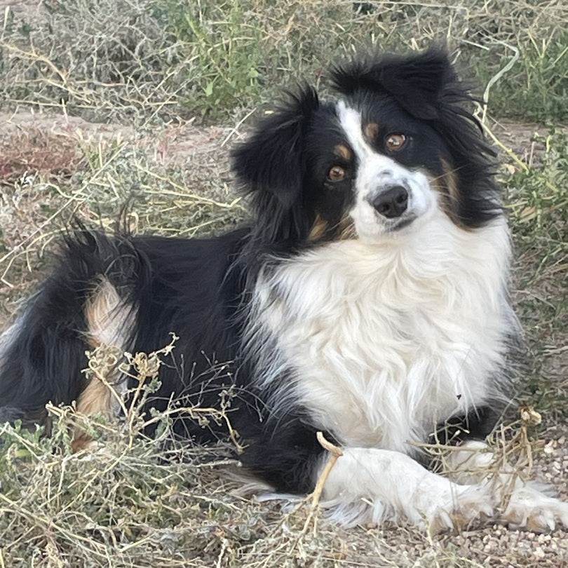 Ethically Sourced and Humanely Raised Dog & Cat Food | Open Farm