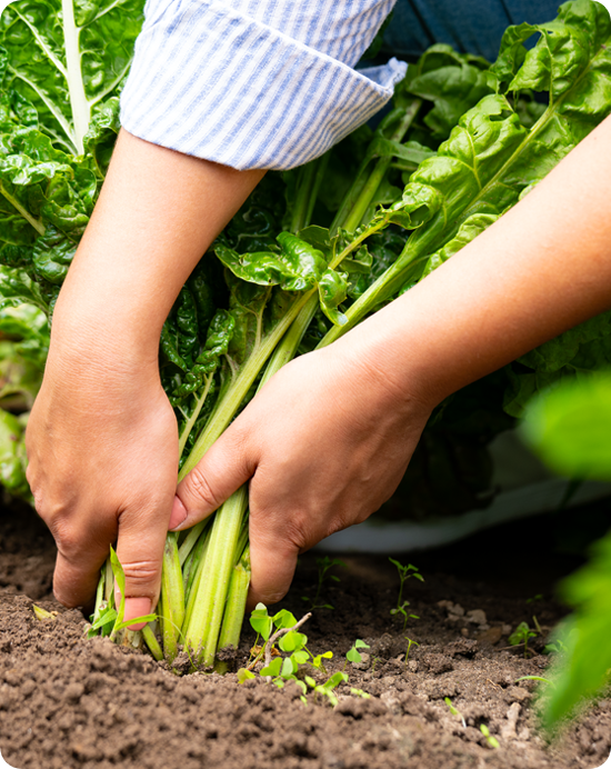 Our Promise – Open Farm