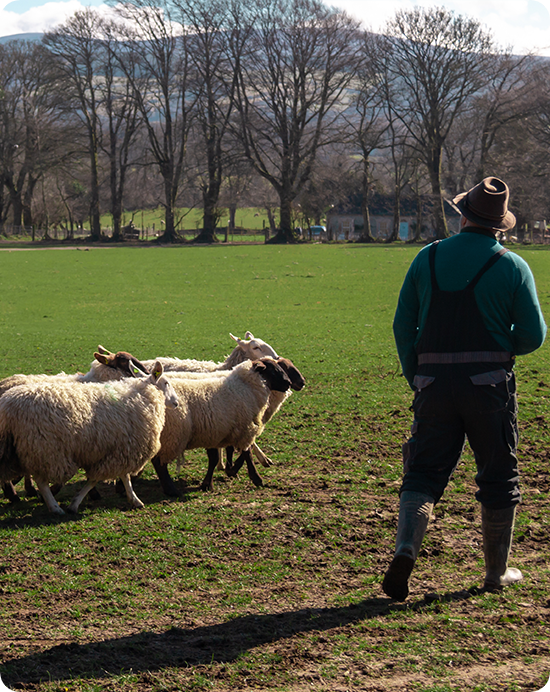 Ethically Sourced Dog and Cat Food | Open Farm