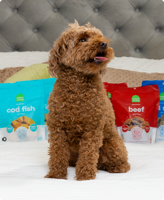 Single Ingredient Dog Treats - Dehydrated Cod Skins - Open Farm
