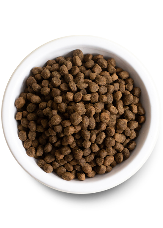 Grass-Fed Beef & Ancient Grains Dry Dog Food | Open Farm